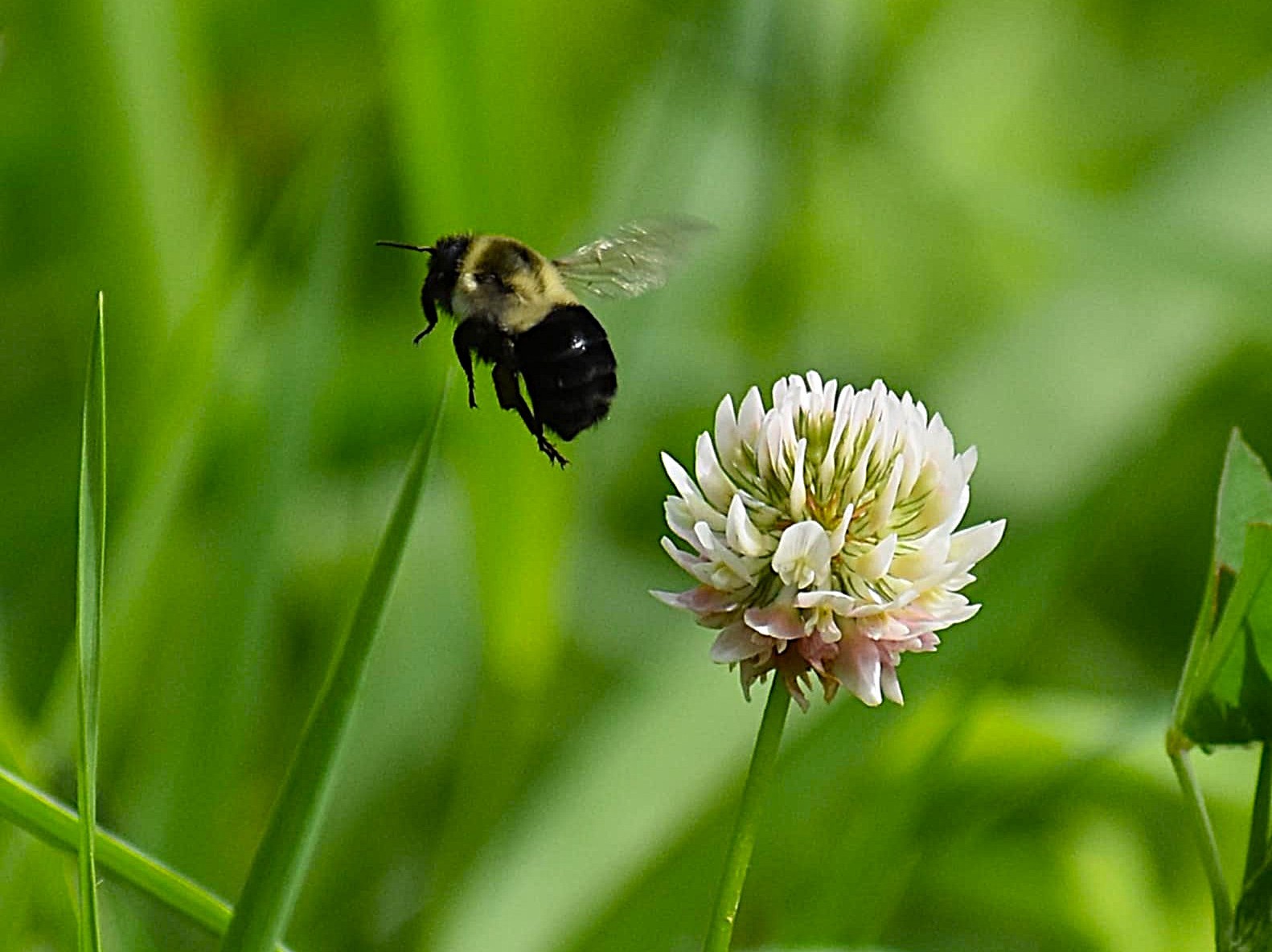 limerick 87 – michaeljordahl