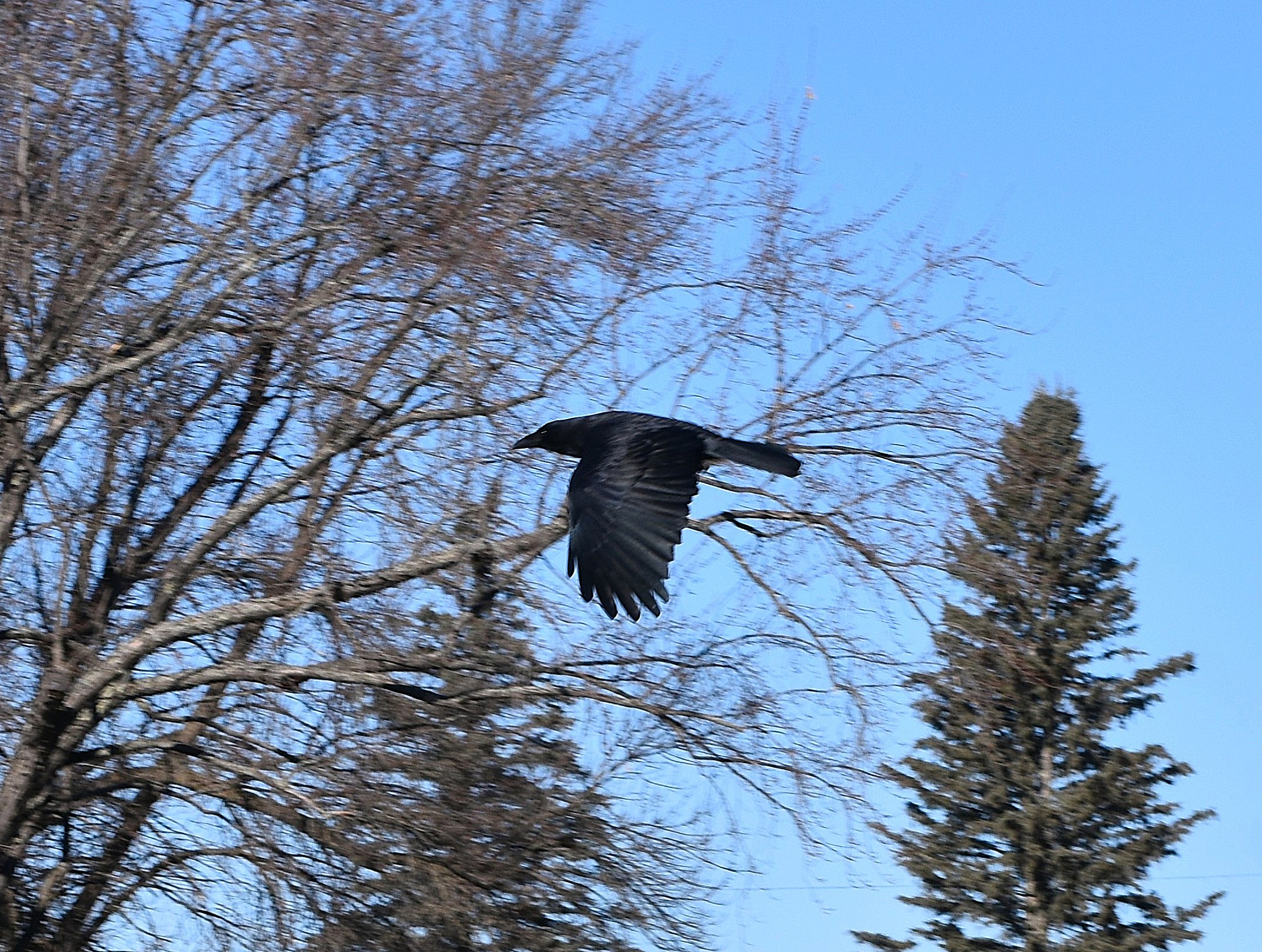 as the crow flies – michaeljordahl