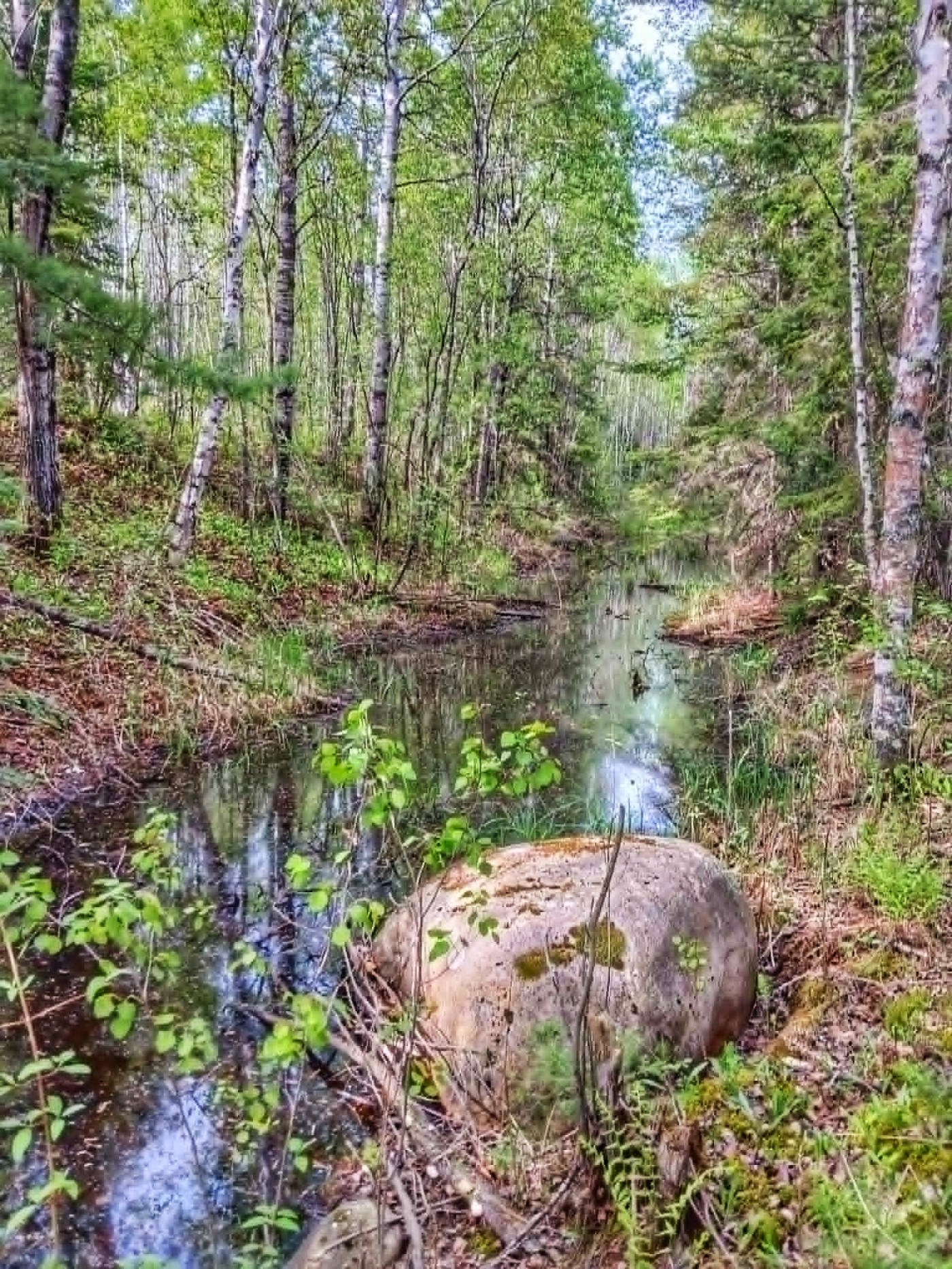 writing in the woods – michaeljordahl